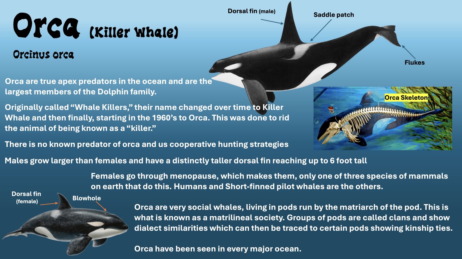 Orca – Doheny State Beach Foundation